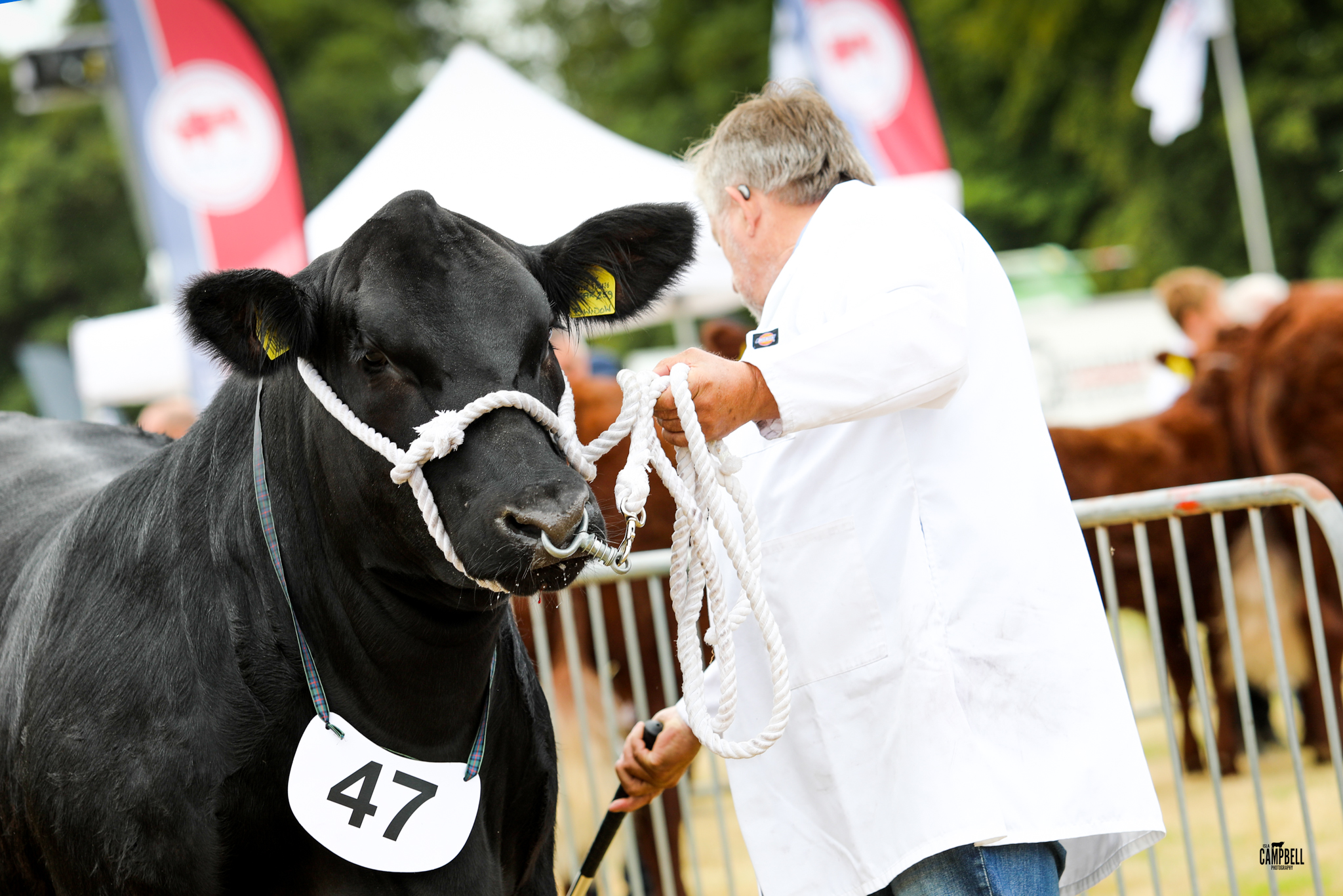 Gallery - The Berwickshire County Show - Agricultural Show